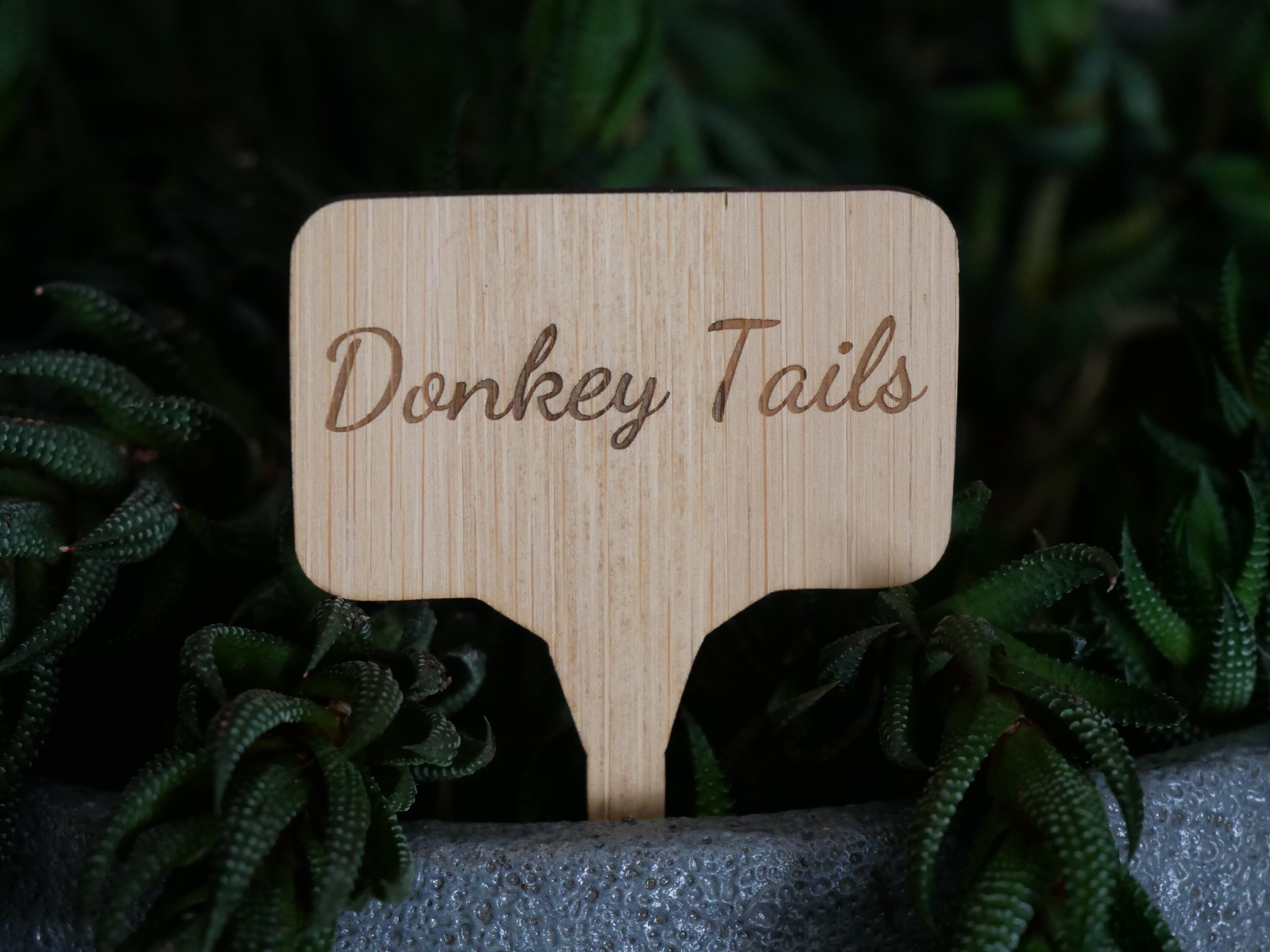 Engraved Bamboo Plant Label - Etsy