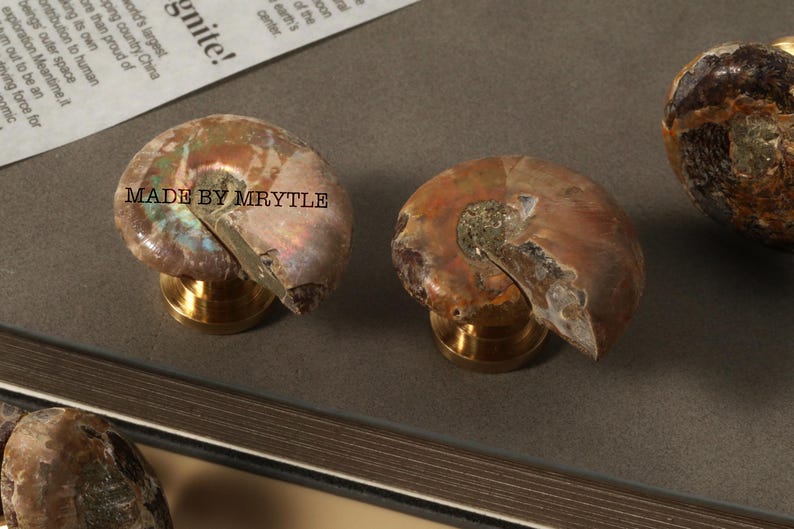 Nautilus Shell Fossils Knobs,cabinet Nursery Knob,custom Engraved ...