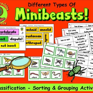 Minibeasts Insects Classification Sorting Activity, Minibeasts Insects ...