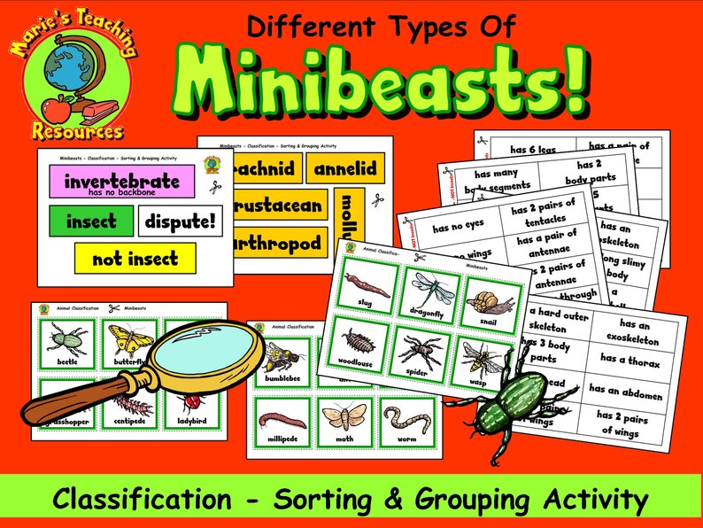 Minibeasts Insects Classification Sorting Activity, Minibeasts Insects ...