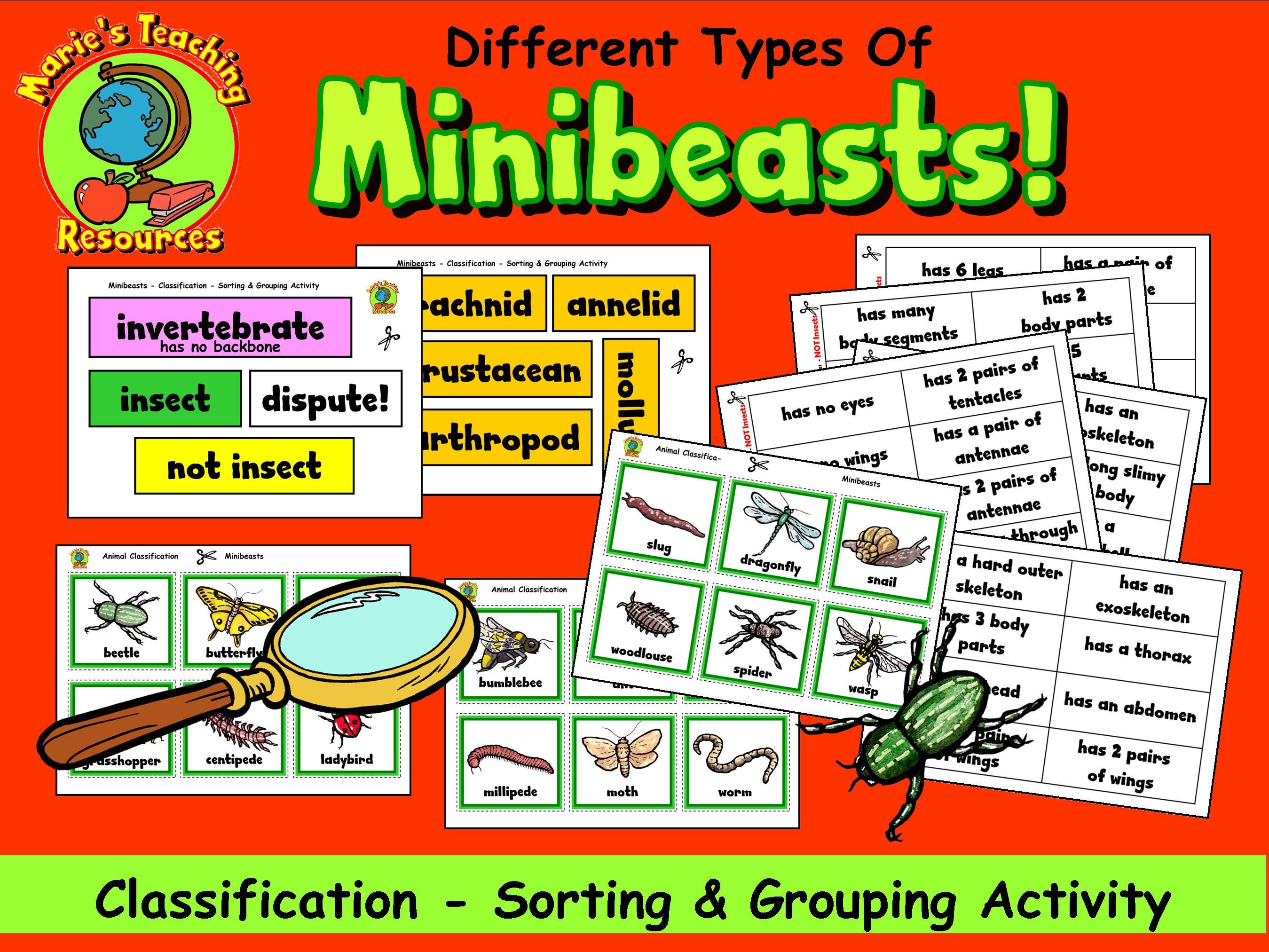 Minibeasts Insects Classification Sorting Activity, Minibeasts Insects ...