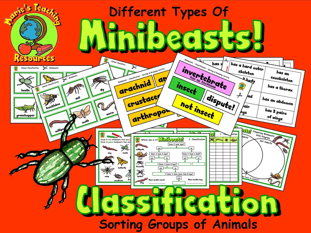 Minibeasts Insects Classification Sorting Activity, Minibeasts Insects ...
