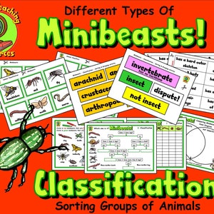Minibeasts Insects Classification Sorting Activity, Minibeasts Insects ...