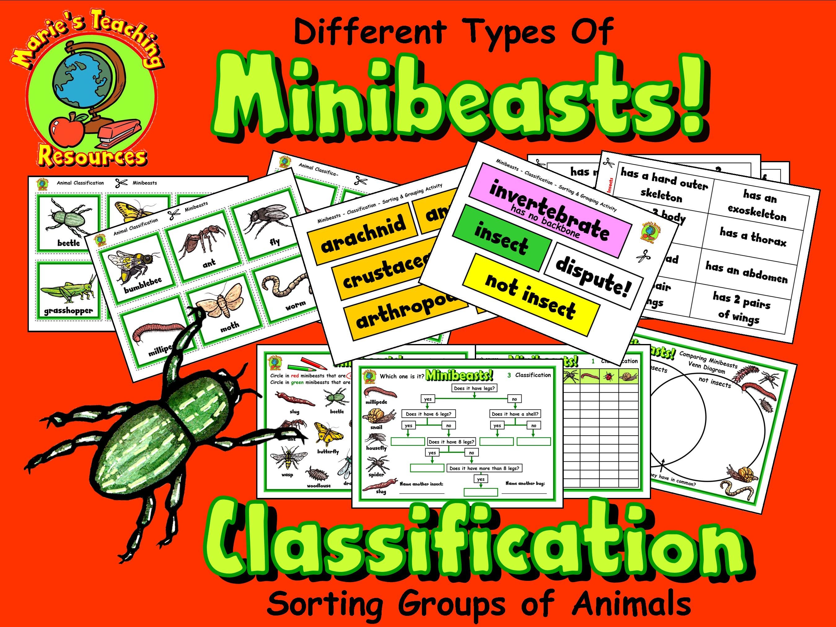 Minibeasts Insects Classification Sorting Activity, Minibeasts Insects ...