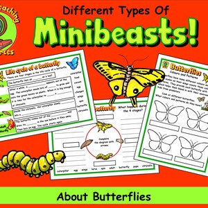 Minibeasts Insects Worksheets, Minibeasts Insects Features Habitats ...