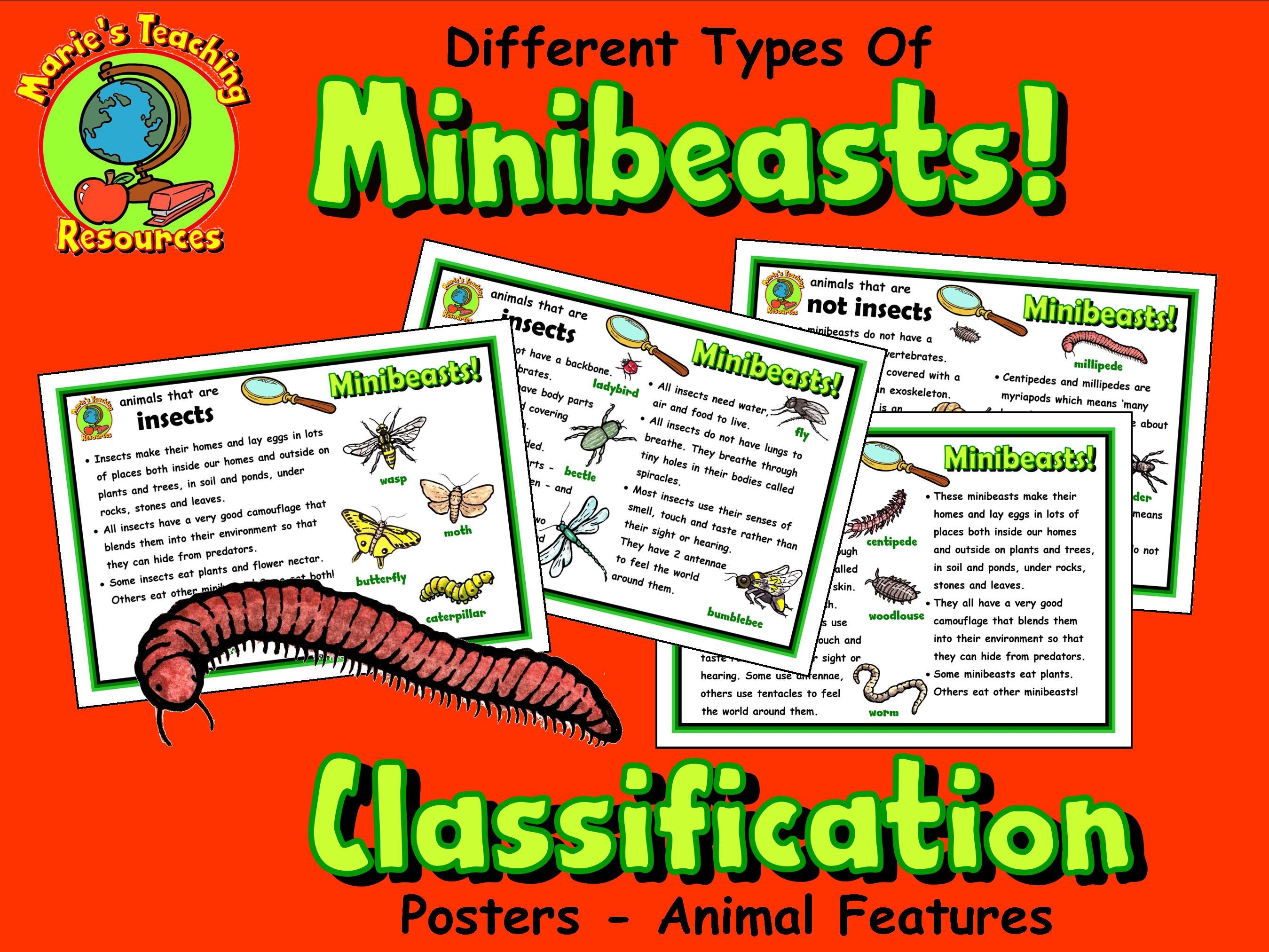 Minibeasts Insects Classification Posters, Writing Prompts, Science ...