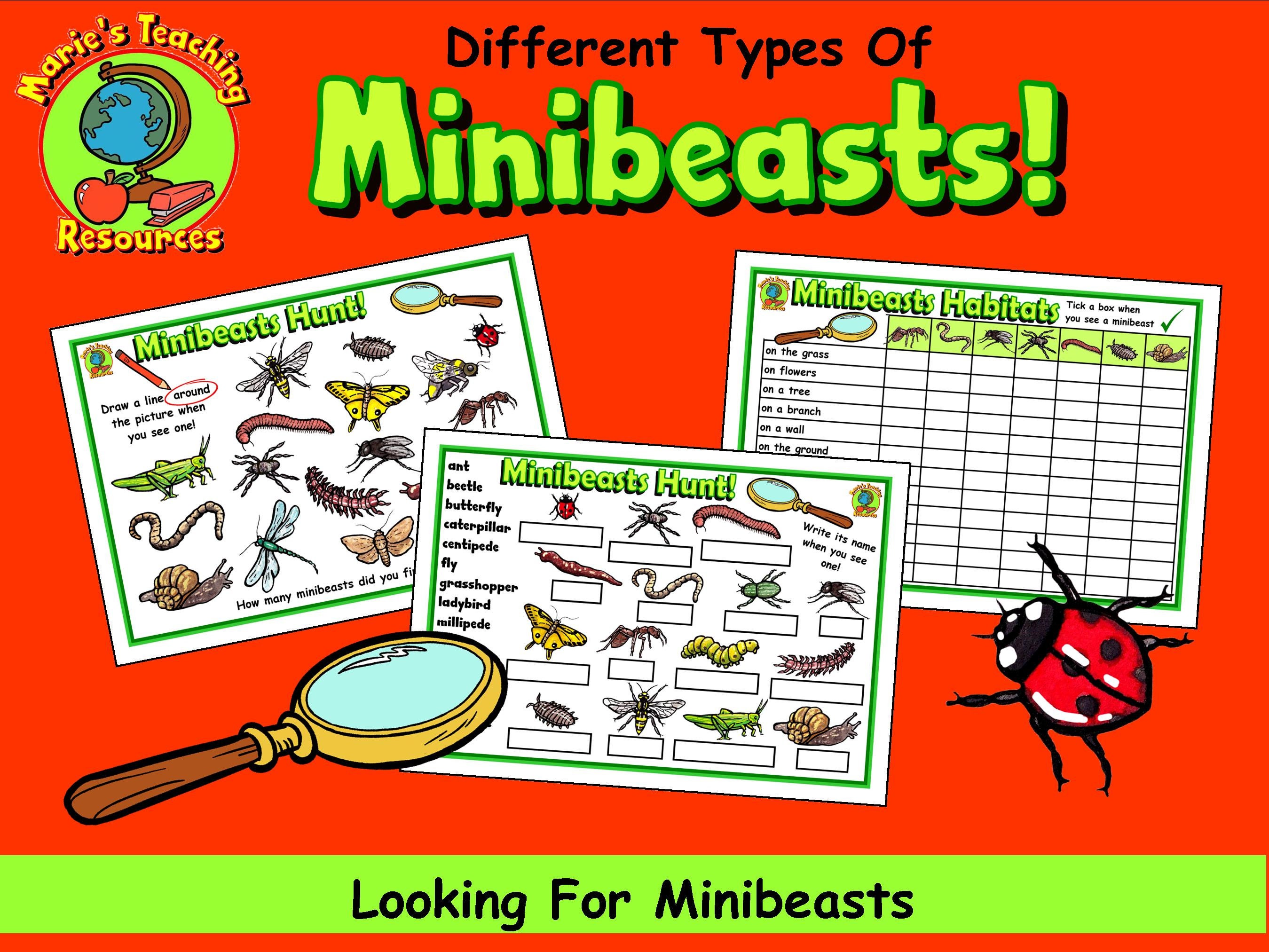 Minibeasts Insects Worksheets, Minibeasts Insects Features Habitats ...