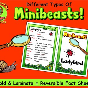 Minibeasts Insects Fact Sheets, Minibeasts Insects Visual Aid Posters ...