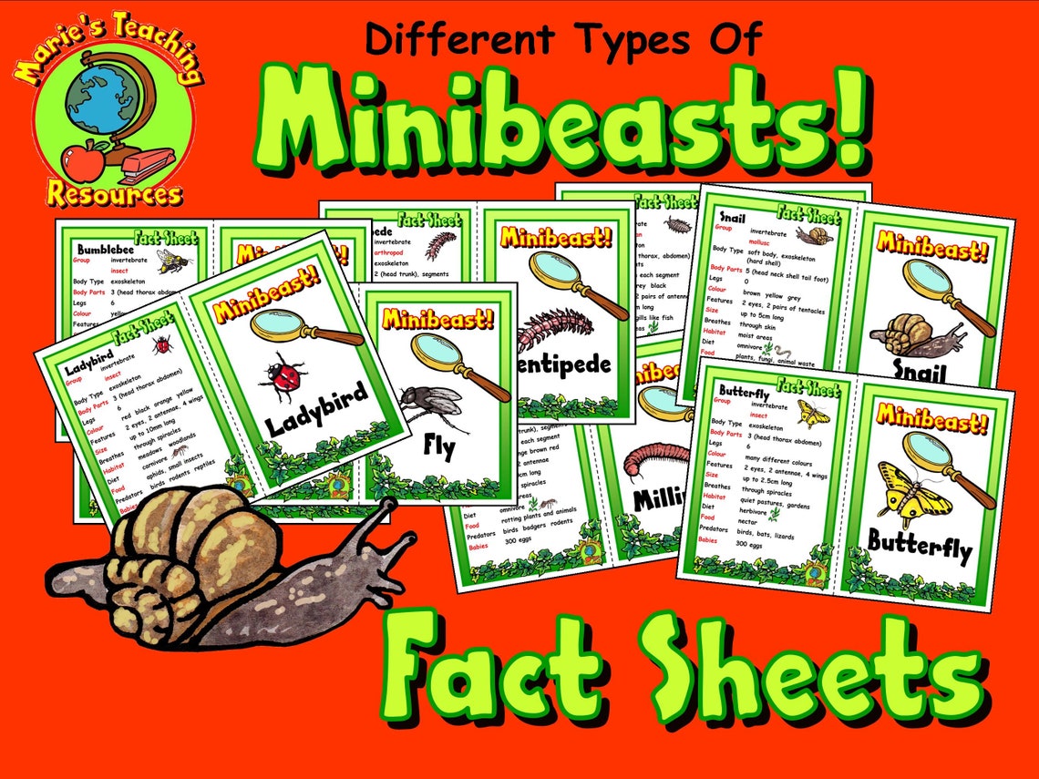 Minibeasts Insects Fact Sheets, Minibeasts Insects Visual Aid Posters ...