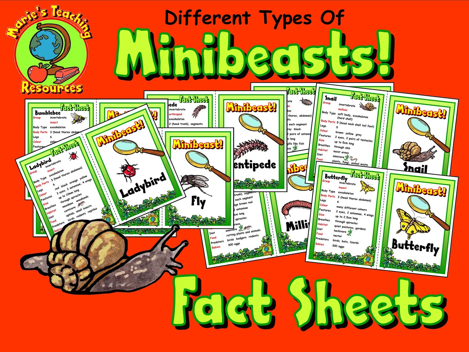Minibeasts Insects Fact Sheets, Minibeasts Insects Visual Aid Posters ...