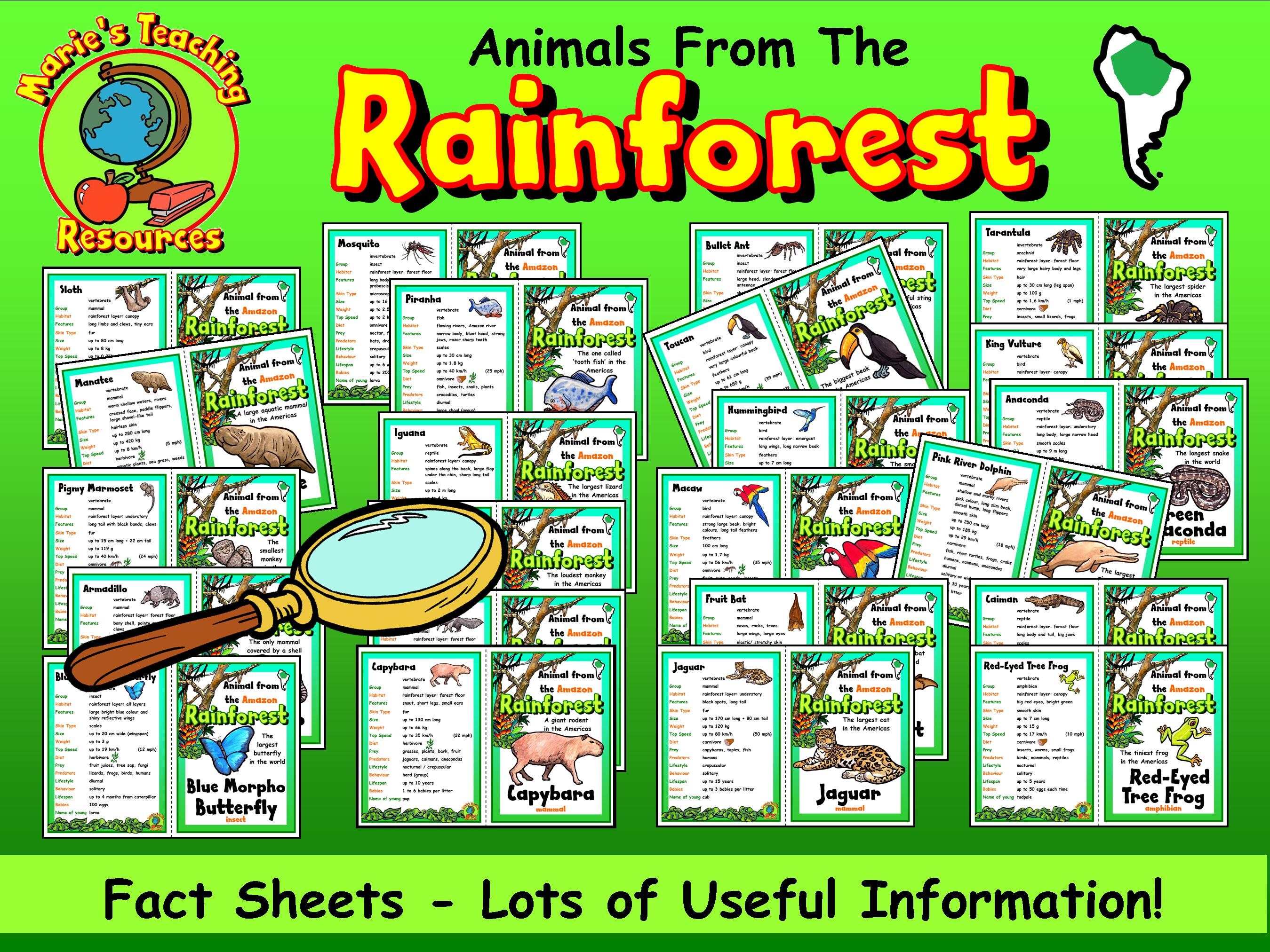 Animals Amazon Rainforest Fact Sheets, Animals Rainforest Visual Aid ...