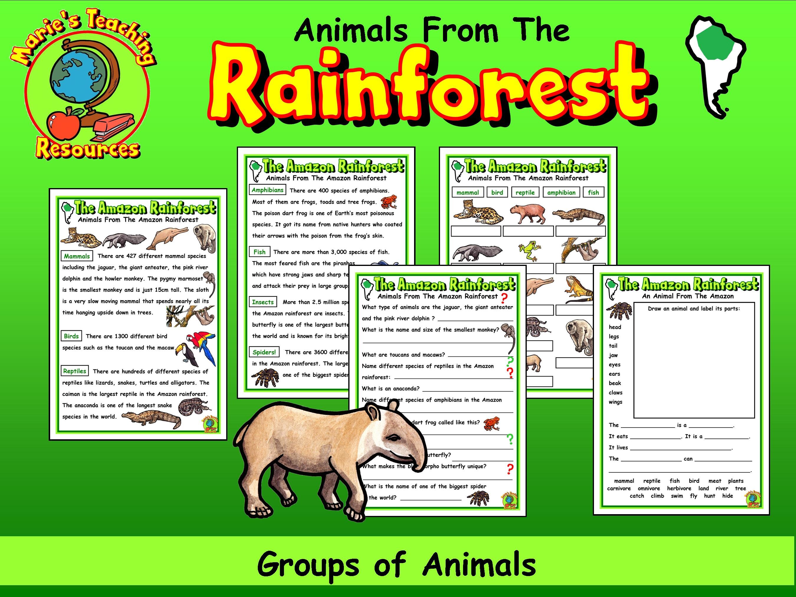 Animals Amazon Rainforest Worksheets, Animals Teaching Resources ...