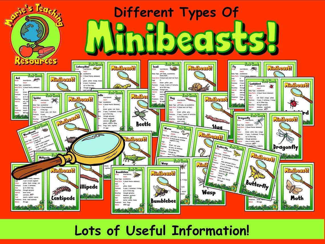 Minibeasts Insects Fact Sheets, Minibeasts Insects Visual Aid Posters ...