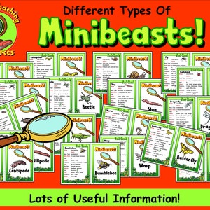 Minibeasts Insects Fact Sheets, Minibeasts Insects Visual Aid Posters ...