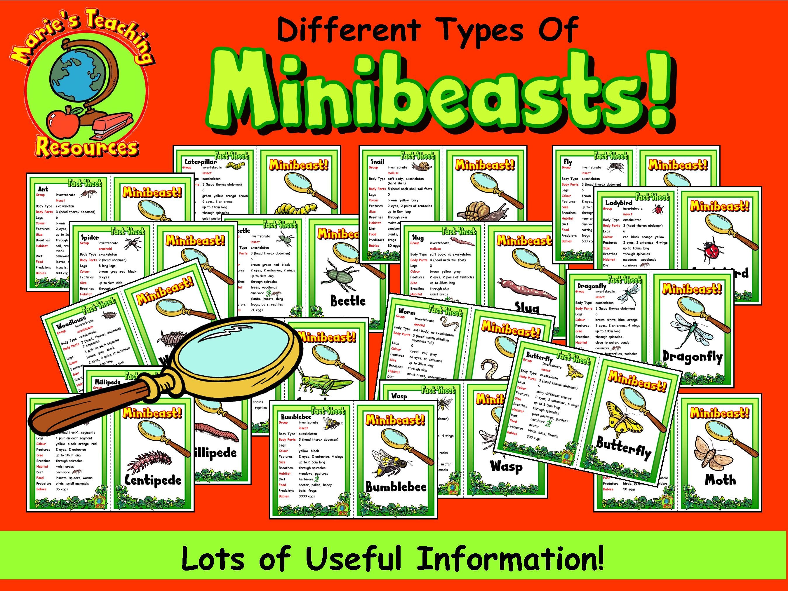 Minibeasts Insects Fact Sheets, Minibeasts Insects Visual Aid Posters ...