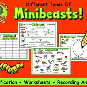 Minibeasts Insects Classification Sorting Activity, Minibeasts Insects ...