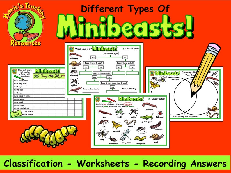 Minibeasts Insects Classification Sorting Activity Minibeasts - Etsy