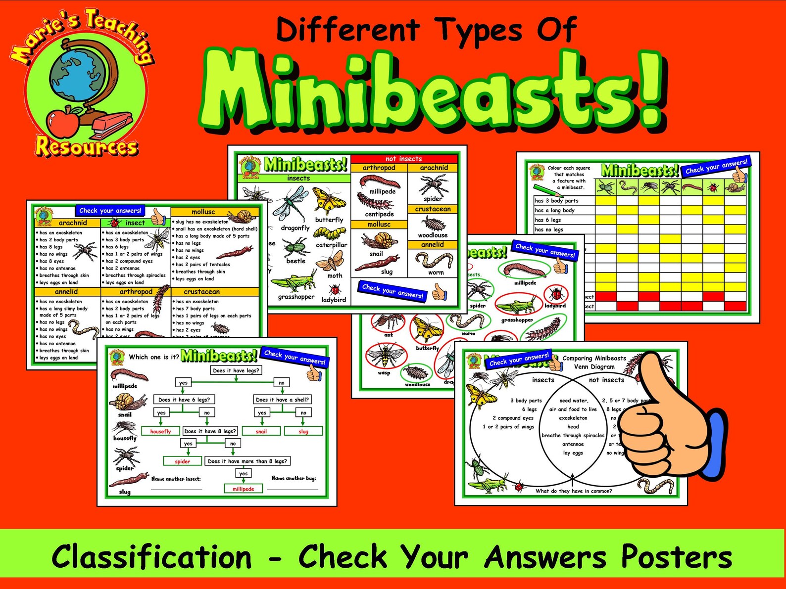 Minibeasts Insects Classification Sorting Activity, Minibeasts Insects ...