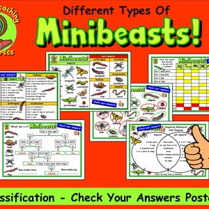 Minibeasts Insects Classification Sorting Activity, Minibeasts Insects ...