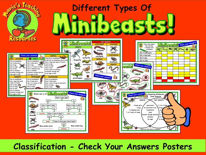 Minibeasts Insects Classification Sorting Activity, Minibeasts Insects ...