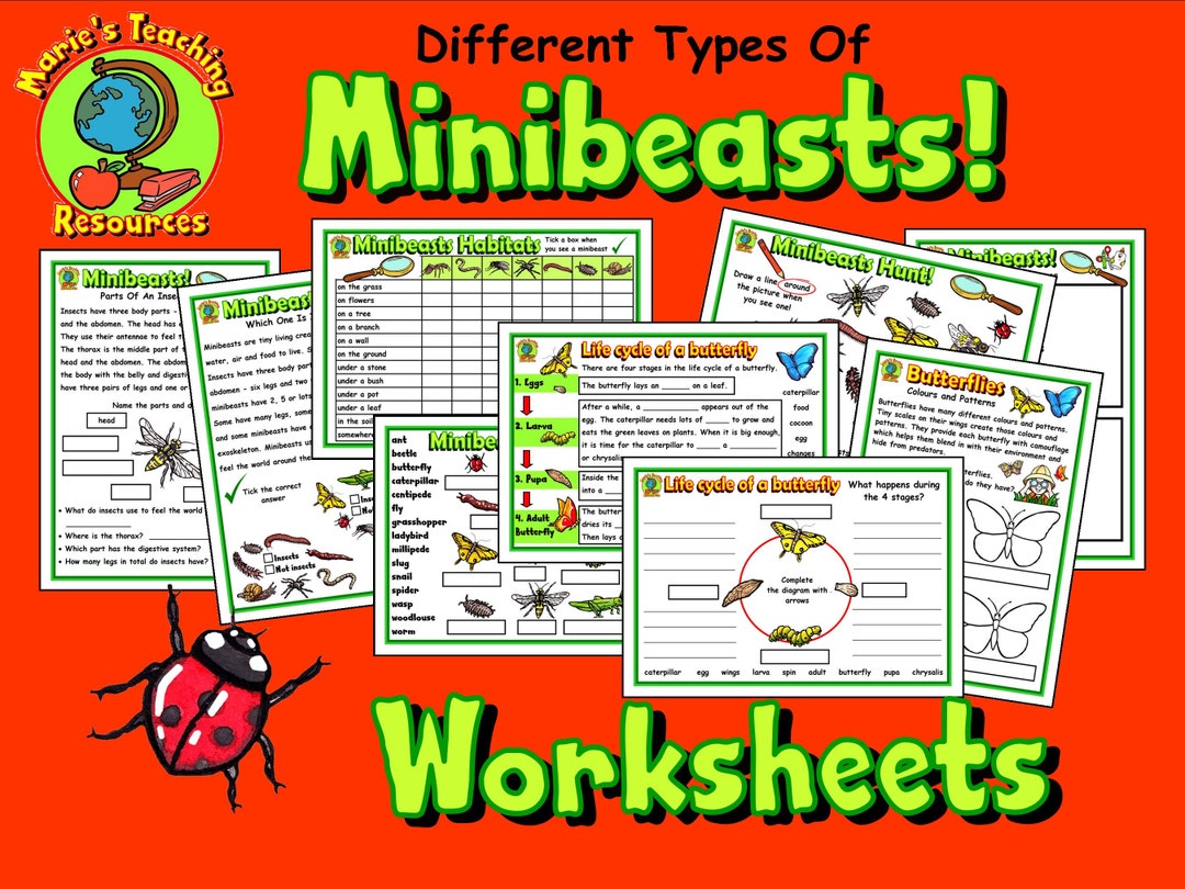 Minibeasts Insects Worksheets, Minibeasts Insects Features Habitats ...