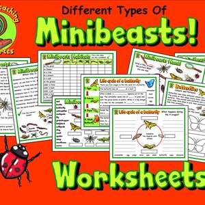 Minibeasts Insects Worksheets, Minibeasts Insects Teaching Resources, Science Animal ...