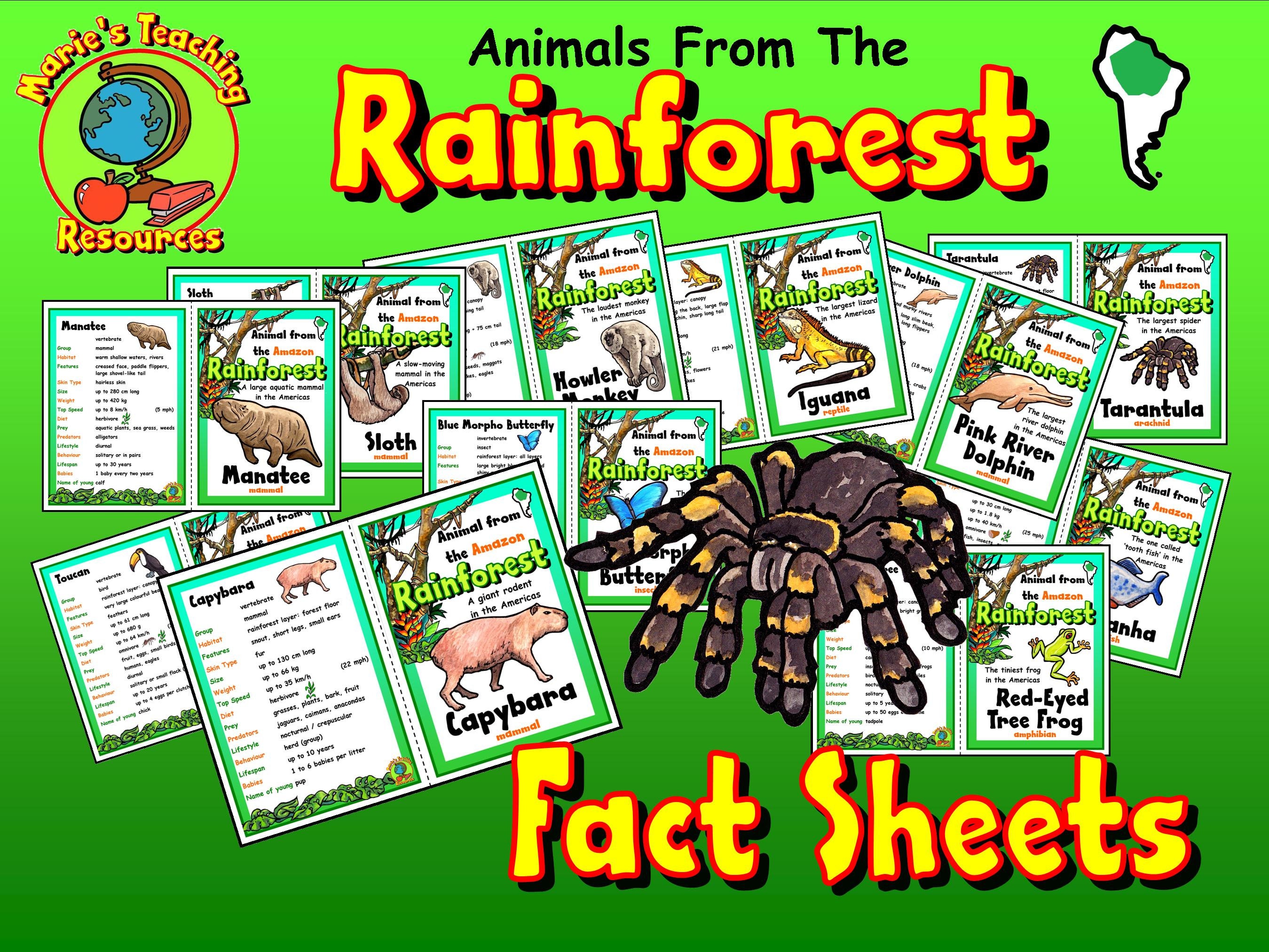 Animals Amazon Rainforest Fact Sheets, Animals Rainforest Visual Aid ...