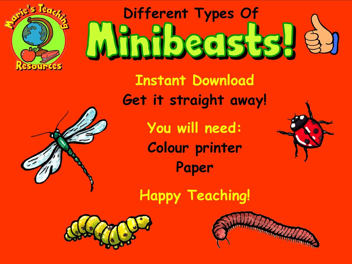 Minibeasts Insects Worksheets, Minibeasts Insects Features Habitats ...