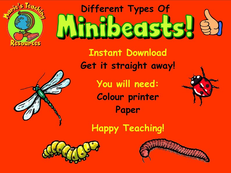 Minibeasts Insects Worksheets, Minibeasts Insects Features Habitats ...