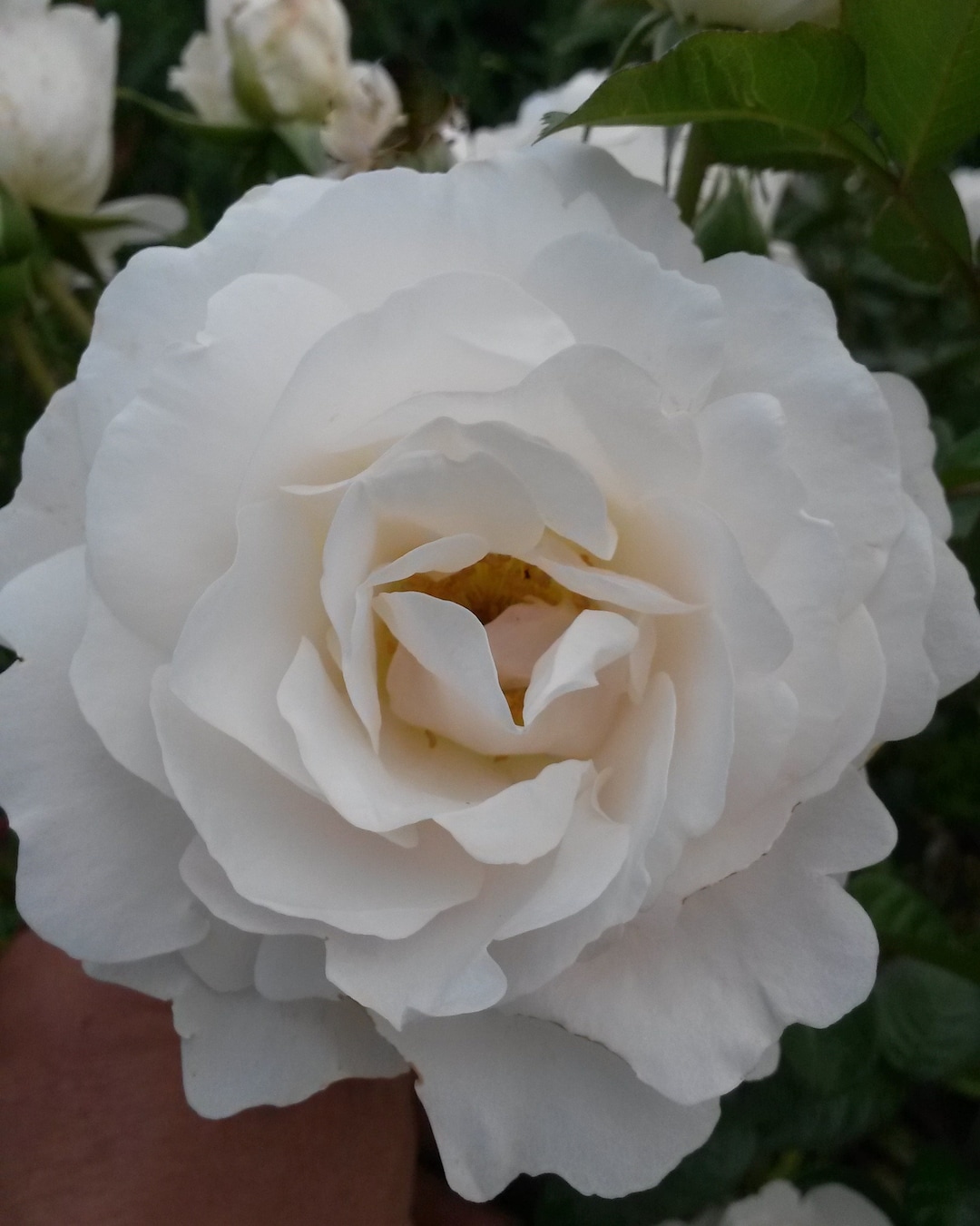 1 X Pascali Hybrid Tea Rose Bush 3ltr Pot - Etsy UK