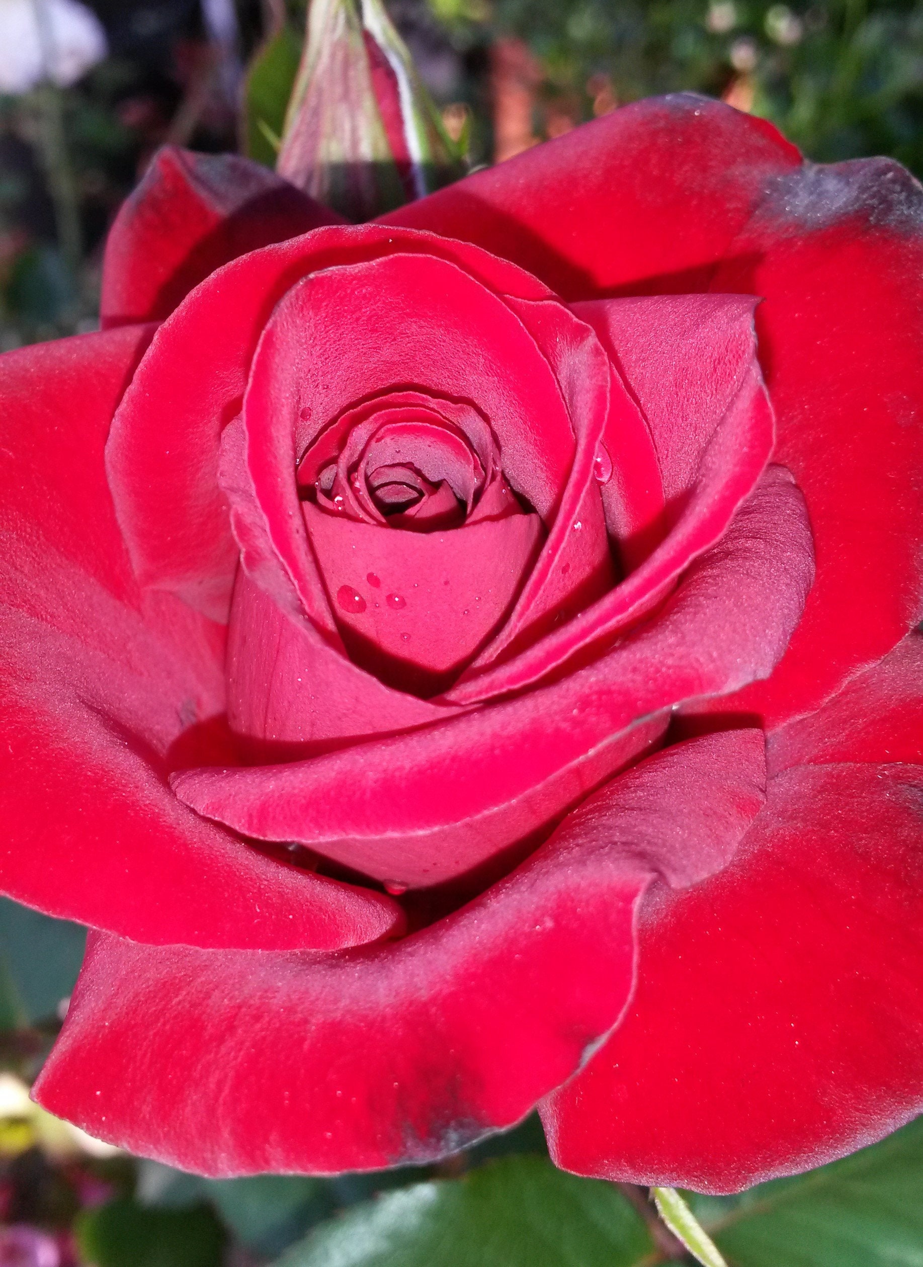 Loving Memory Hybrid Tea Rose Bush 3ltr Pot - Etsy UK