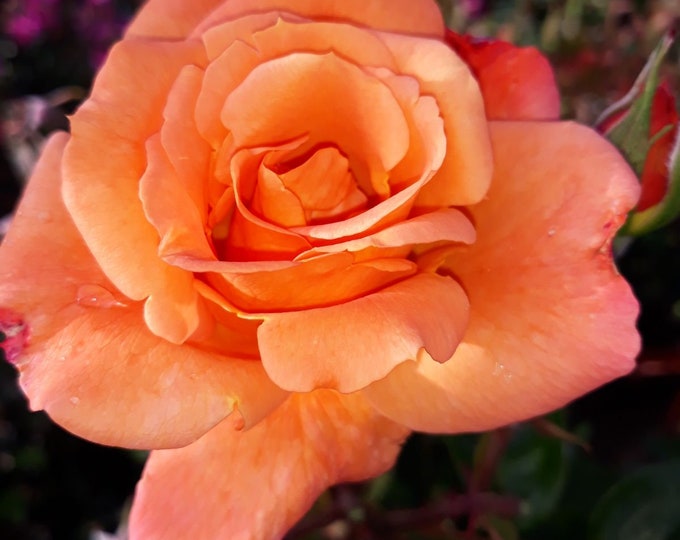 1 X Scent From Heaven Climbing Rose Bush 3ltr Pot Etsy Uk