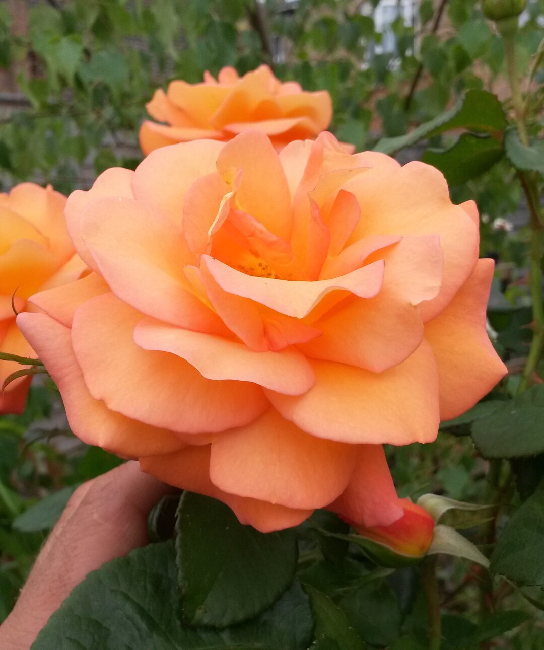 1 X Just Joey Hybrid Tea Rose Bush Bare Root - Etsy UK
