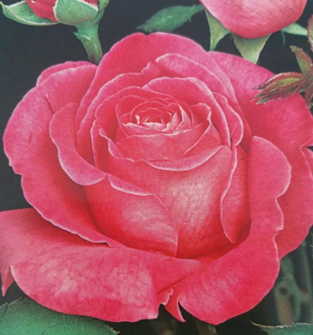 1 X Pink Peace Hybrid Tea Rose Bush 3ltr Pot - Etsy UK