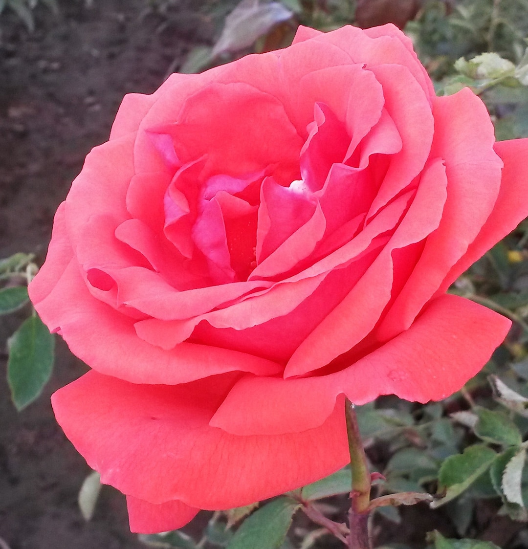 1 X Fragrant Cloud Hybrid Tea Rose Bush 3ltr Pot - Etsy UK