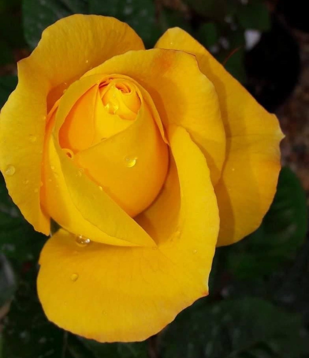 1 X Arthur Bell Climbing Rose Bush 3ltr Pot - Etsy UK