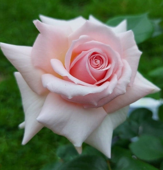A Whiter Shade of Pale Hybrid Tea Rose Bush 3ltr Pot - Etsy UK