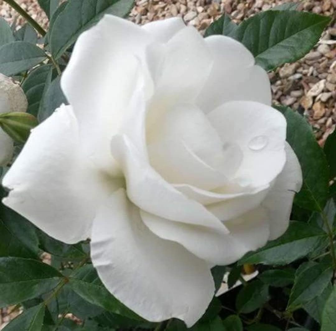 Iceberg Climbing Rose Bush 3ltr Pot - Etsy UK