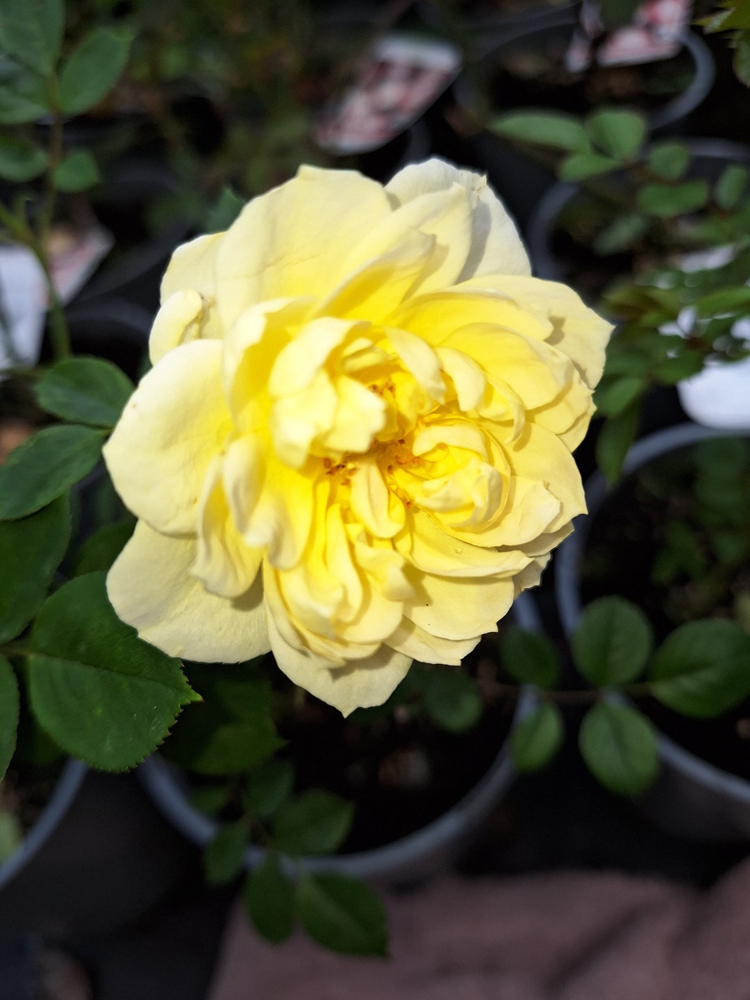 Sweet Memories Patio Rose Bush 3ltr Pot - Etsy UK