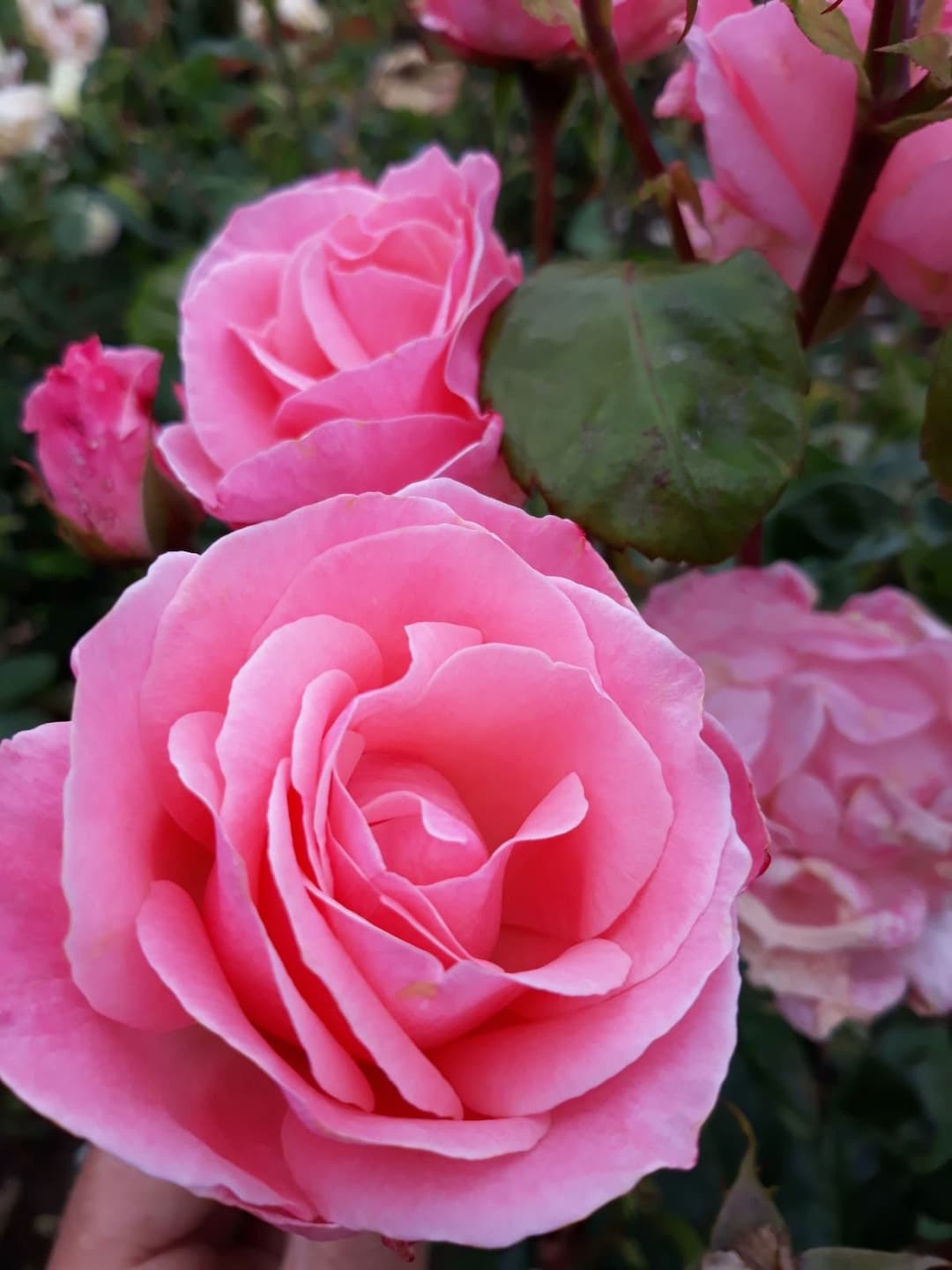 Queen Elizabeth Floribunda Rose Bush 3ltr Pot - Etsy UK