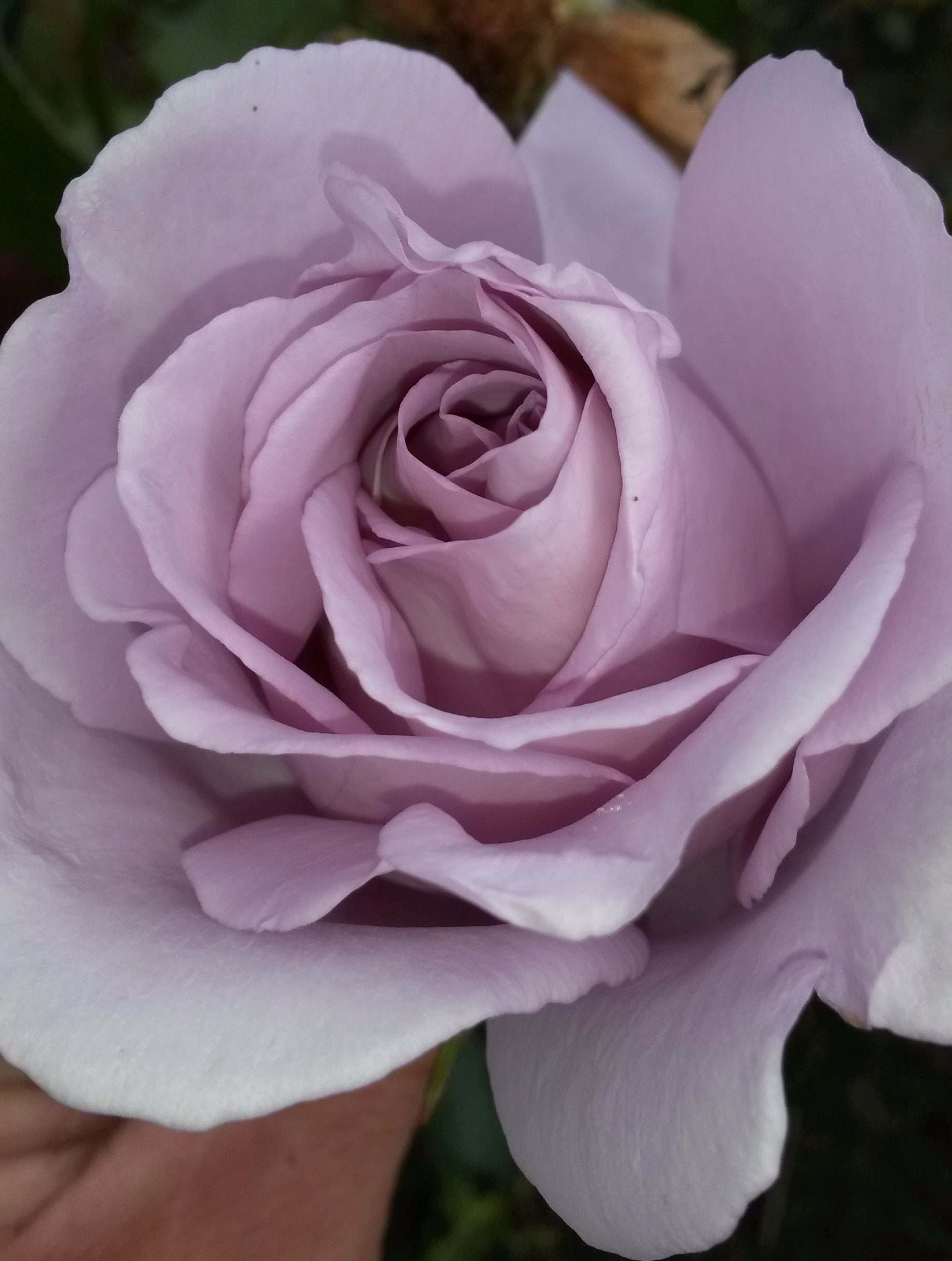1 X Blue Moon Hybrid Tea Rose Bush 3ltr Pot - Etsy UK