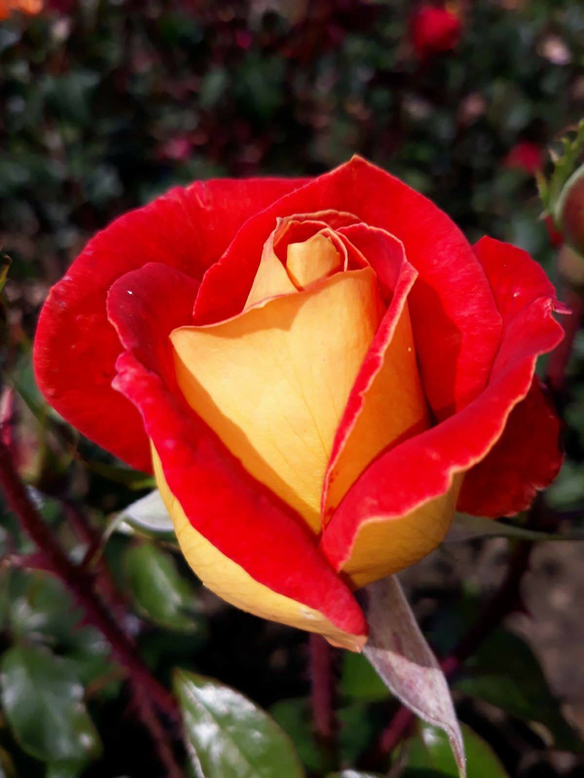 1 X Piccadilly Hybrid Tea Rose Bush 3ltr Pot - Etsy UK