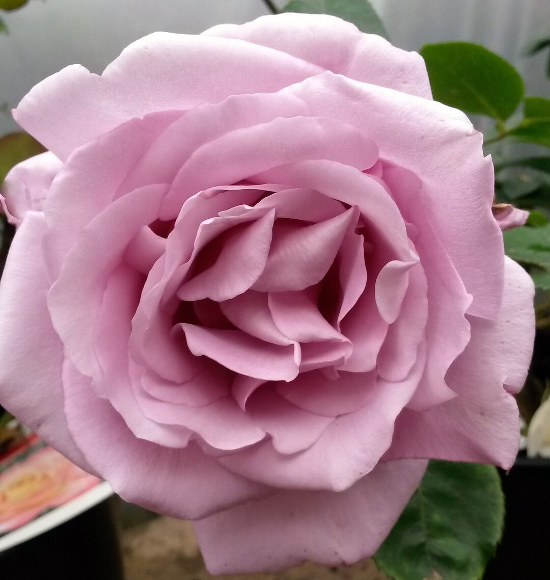Twice in a Blue Moon Hybrid Tea Rose Bush 3ltr Pot - Etsy UK