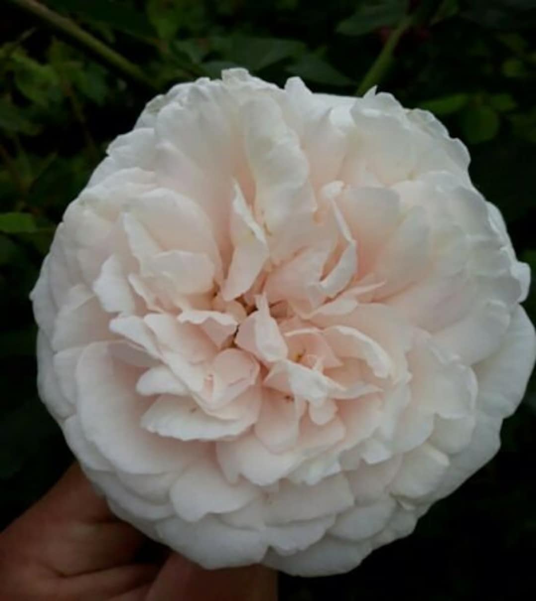 Mme Alfred Carriere Climbing Rose Bush 3ltr Pot - Etsy UK