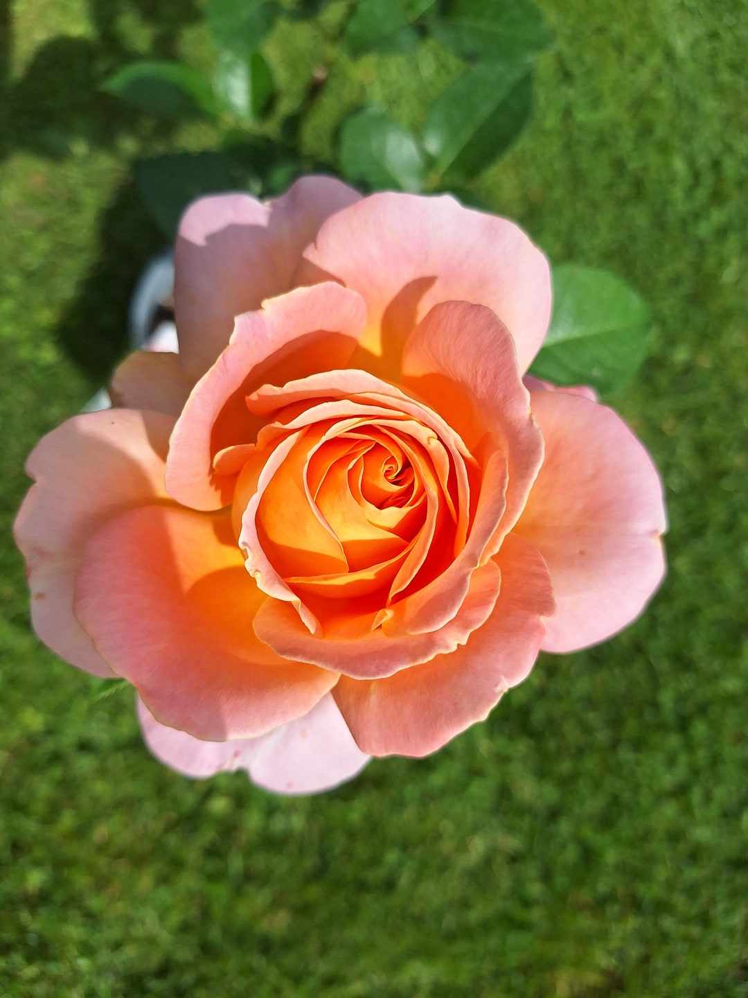 1 X Alpine Sunset Hybrid Tea Rose Bush 3ltr Pot - Etsy UK