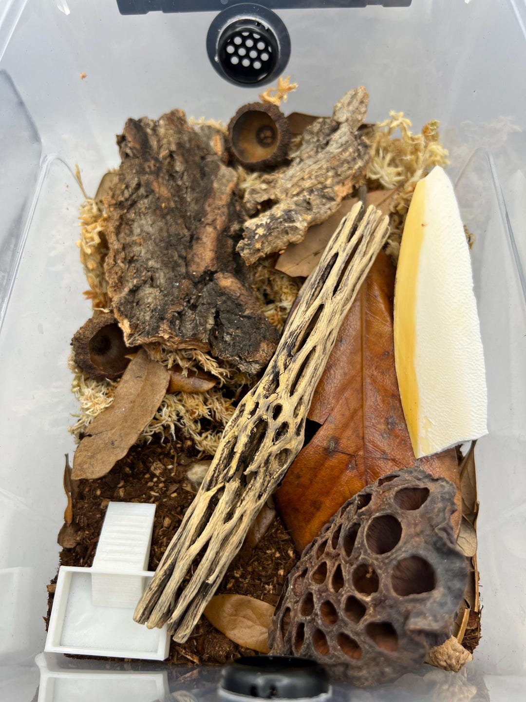 Isopod Starter Kit - Etsy