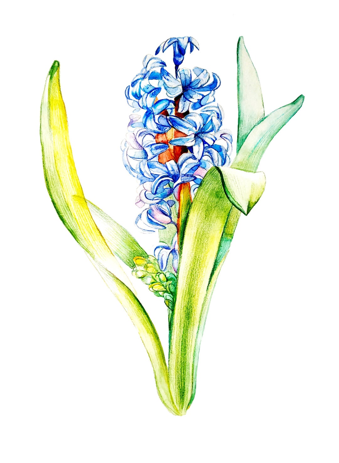 Hyacinth Painting Original · Hyacinth Watercolor Art · Hyacinth Wall ...