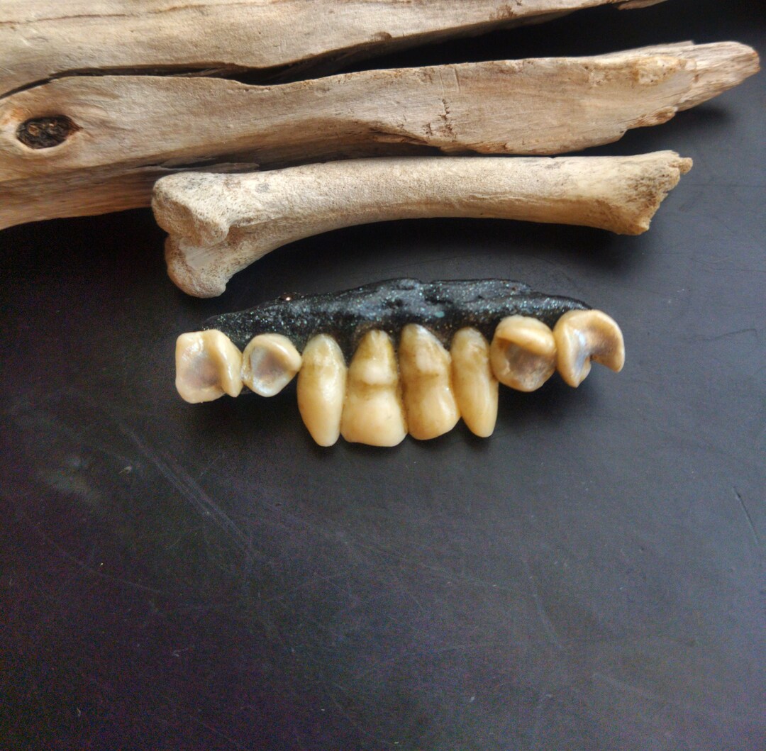 Gothic Dentures Brooch, Teeth Jewelry, Creepy Odd, Mourning Jewellery ...