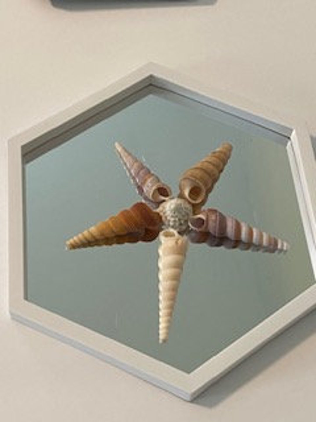 Hexagon Sea Shells Beach Decor - Etsy