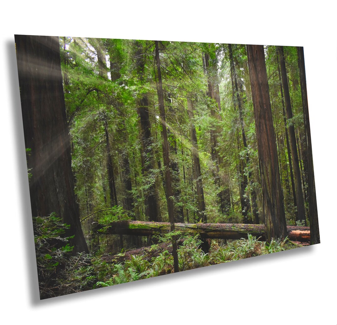 Walking Among the Redwoods, the Redwood National Park Print, Redwood ...